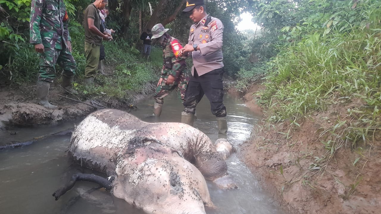 Gajah Sumatra Ditemukan Mati Terjerat di Aceh Timur