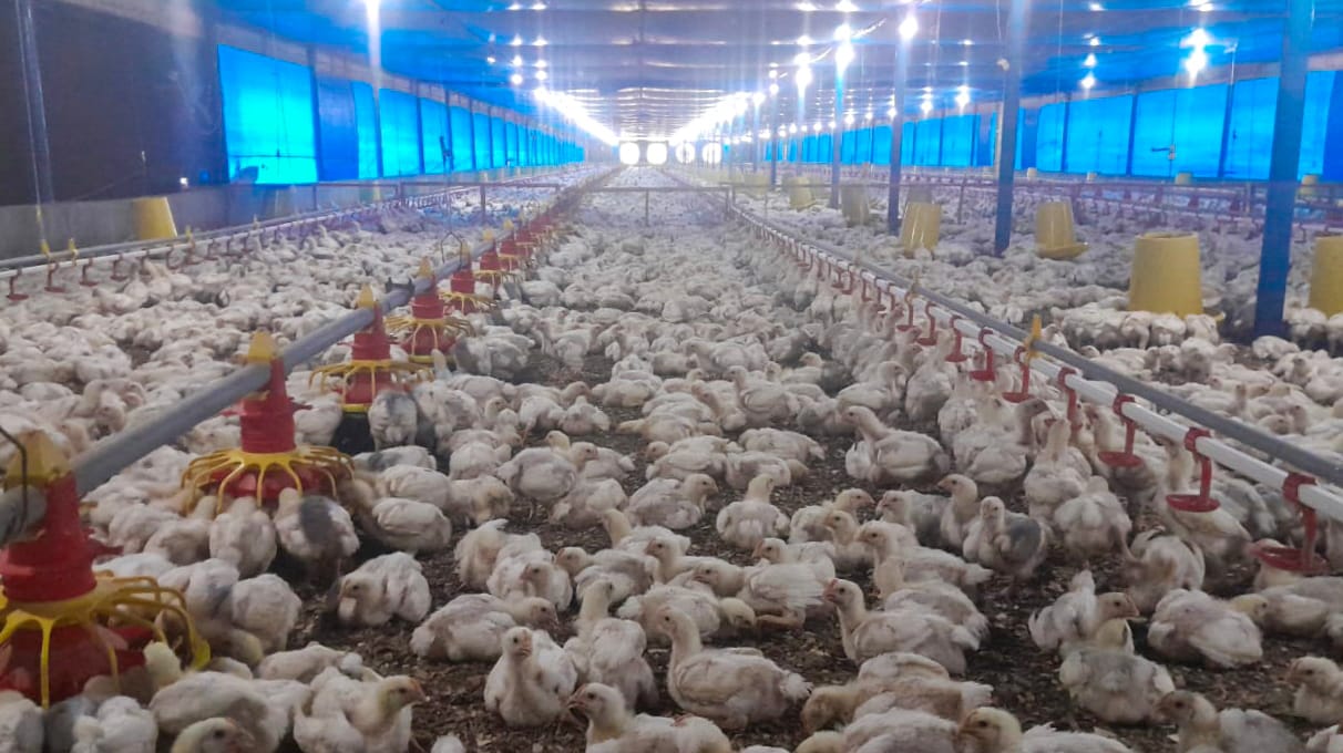 Ternak Ayam, BUMDES Malem Muda Raup Keuntungan Ratusan Juta