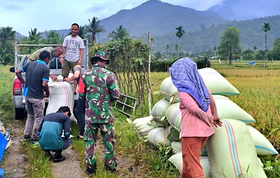 Bulog Kutacane Serap 600 Ton Lebih Gabah Petani