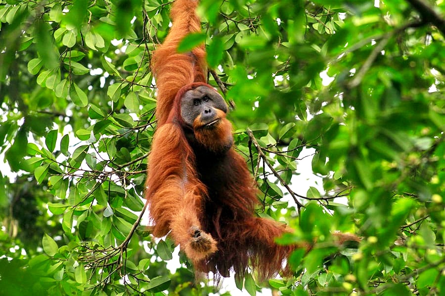 Keberadaan Orangutan di TNGL Jadi Daya Tarik Wisatawan Mancanegara ke Agara